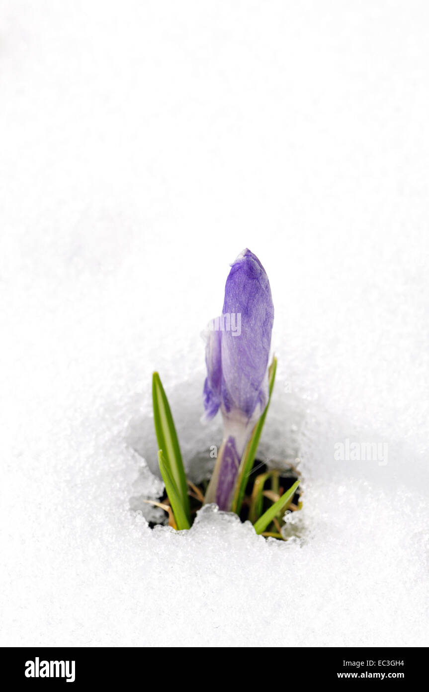 White crocus in springtime Cut Out Stock Images & Pictures - Alamy