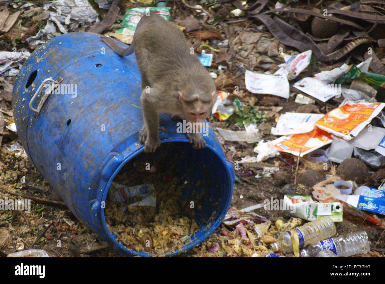 Monkey rummaging through Garbage, India Stock Photo - Alamy