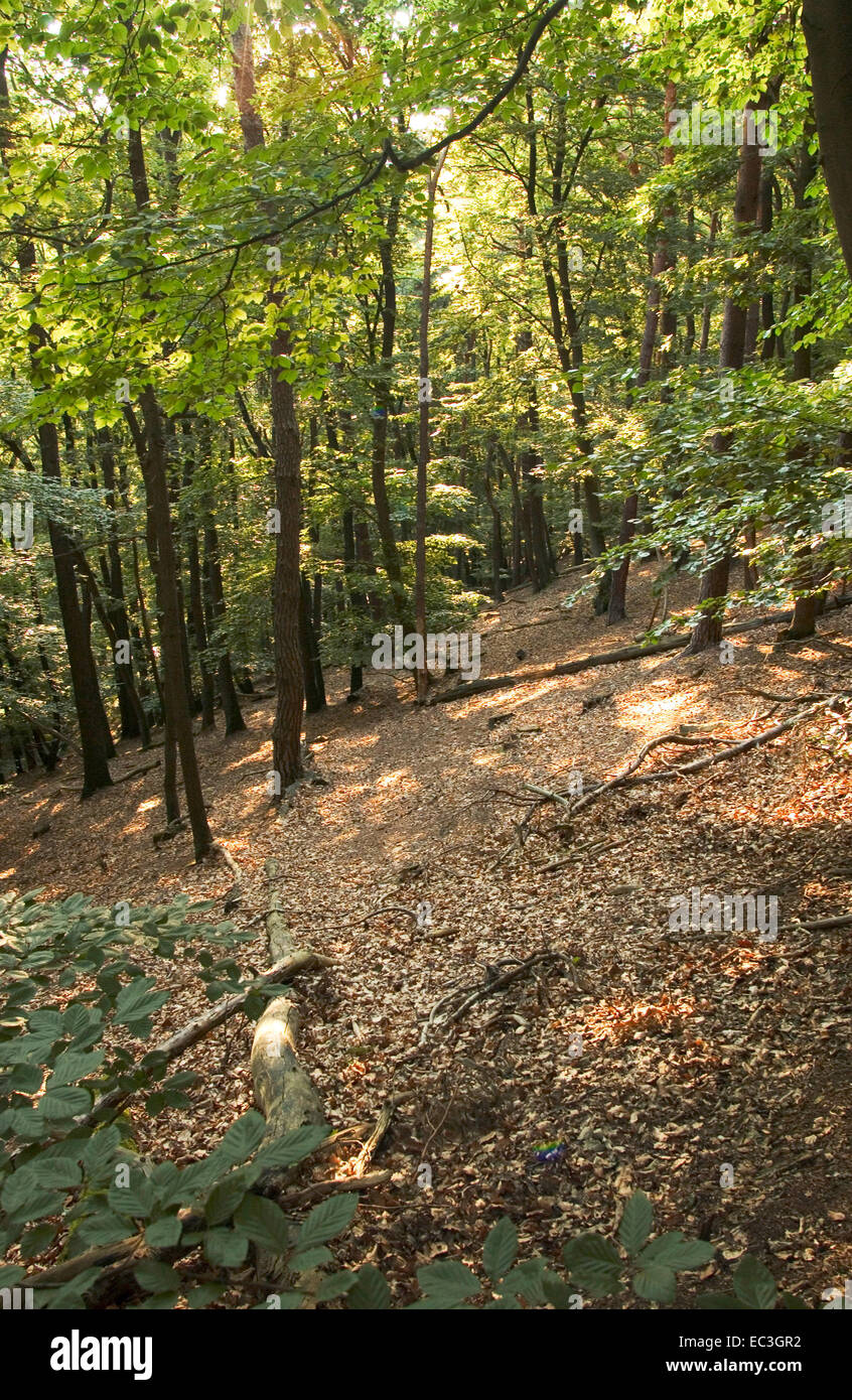 Forest in the Summer Stock Photo - Alamy