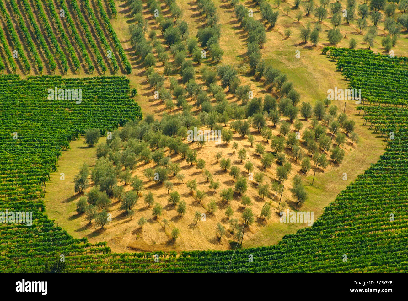 Olive Trees and Vine, Tuscany Stock Photo - Alamy