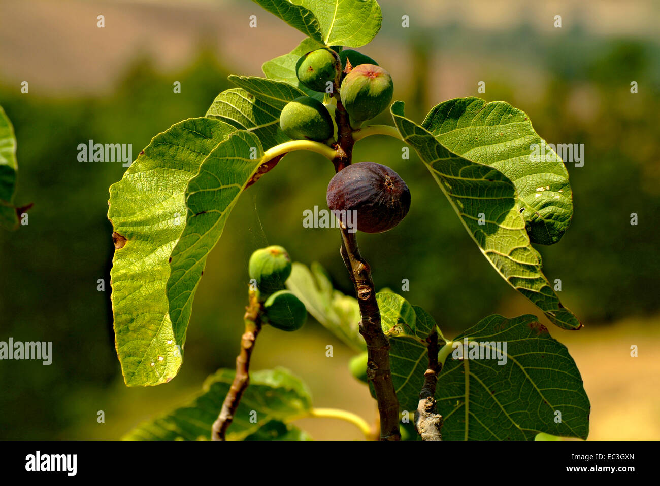 Food branche hi-res stock photography and images - Alamy