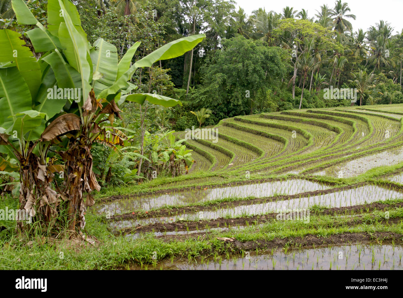 ricefield in bali Stock Photo - Alamy