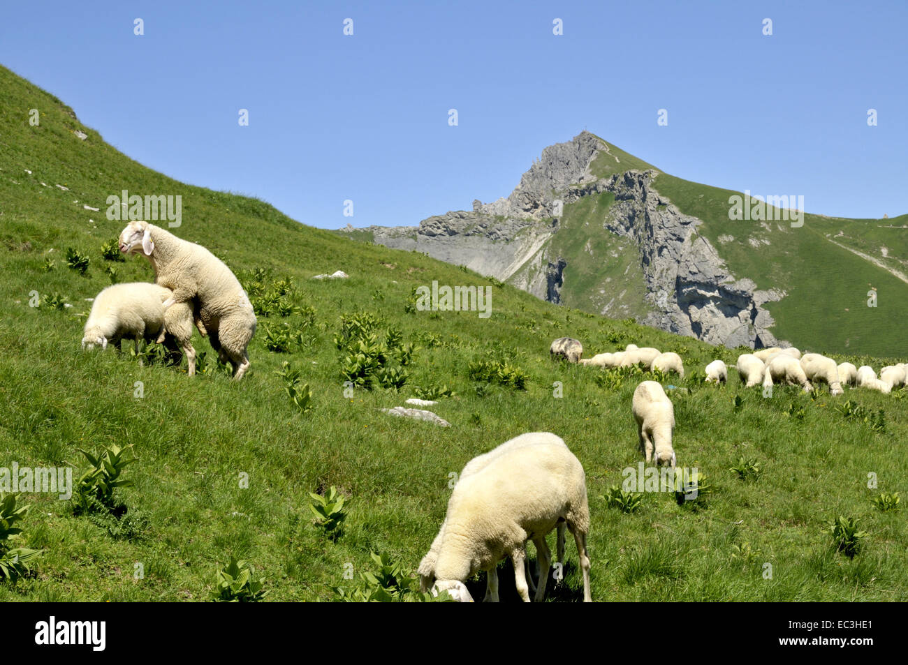 sheep in the mountains Stock Photo - Alamy