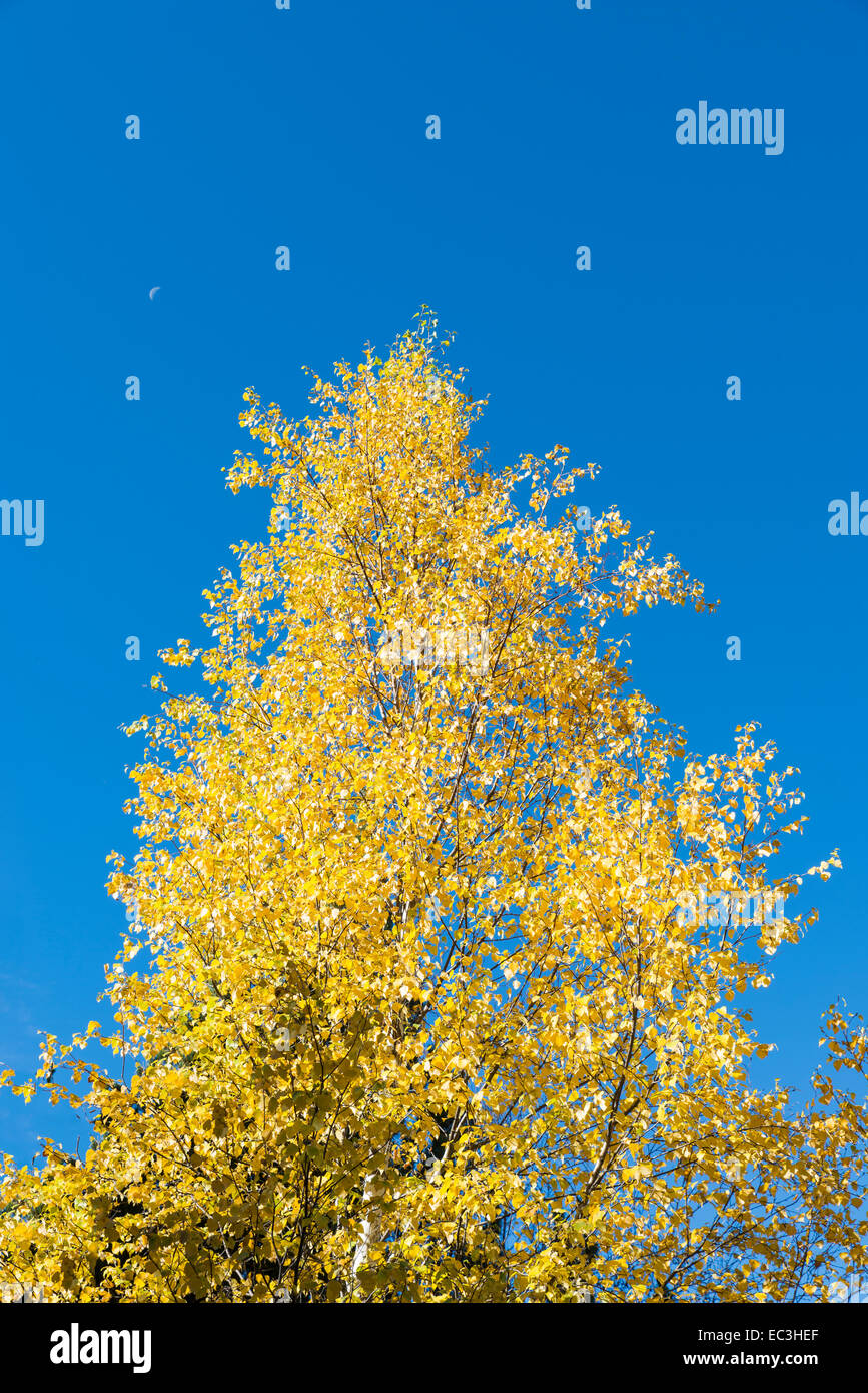 autumn trees with yellow leaves Color Stock Photo - Alamy