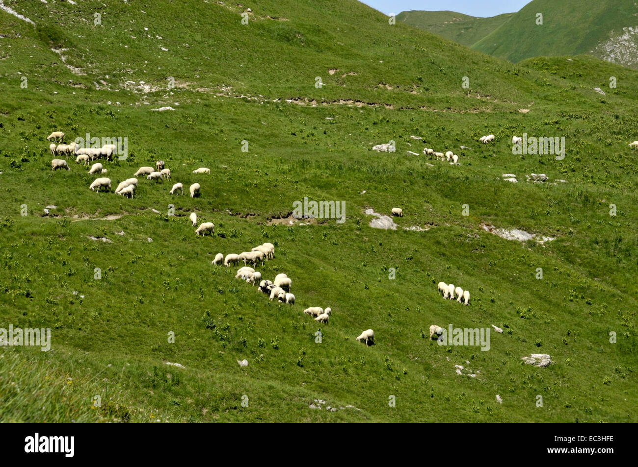 sheep in the mountains Stock Photo - Alamy