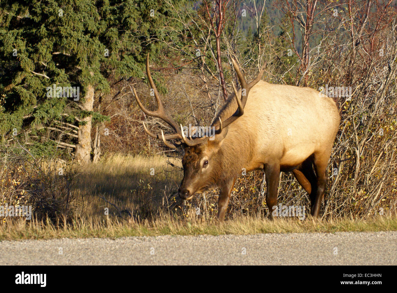 Deer hunting landscapes hi-res stock photography and images - Alamy