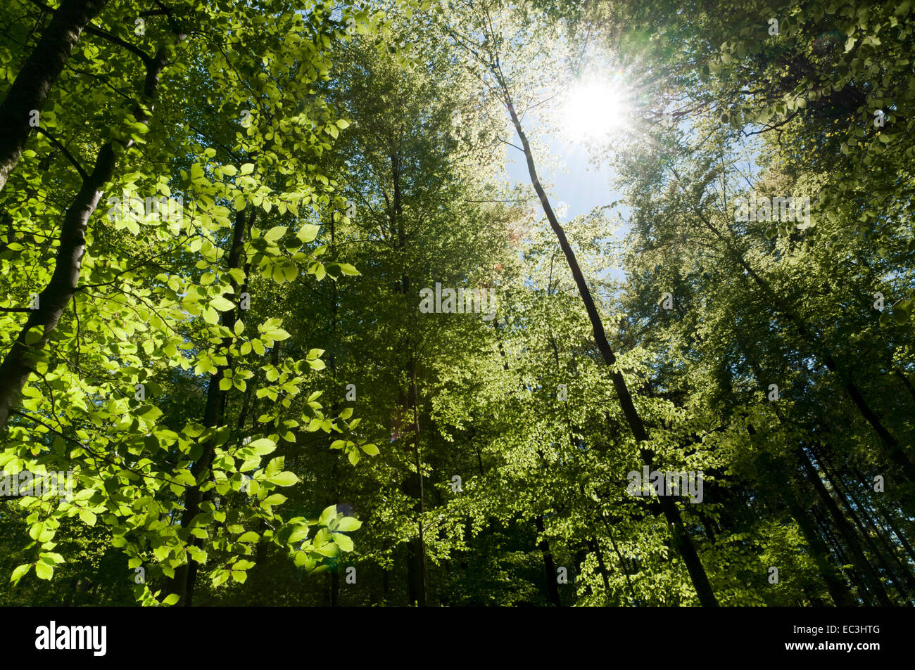 forest with sun Stock Photo - Alamy