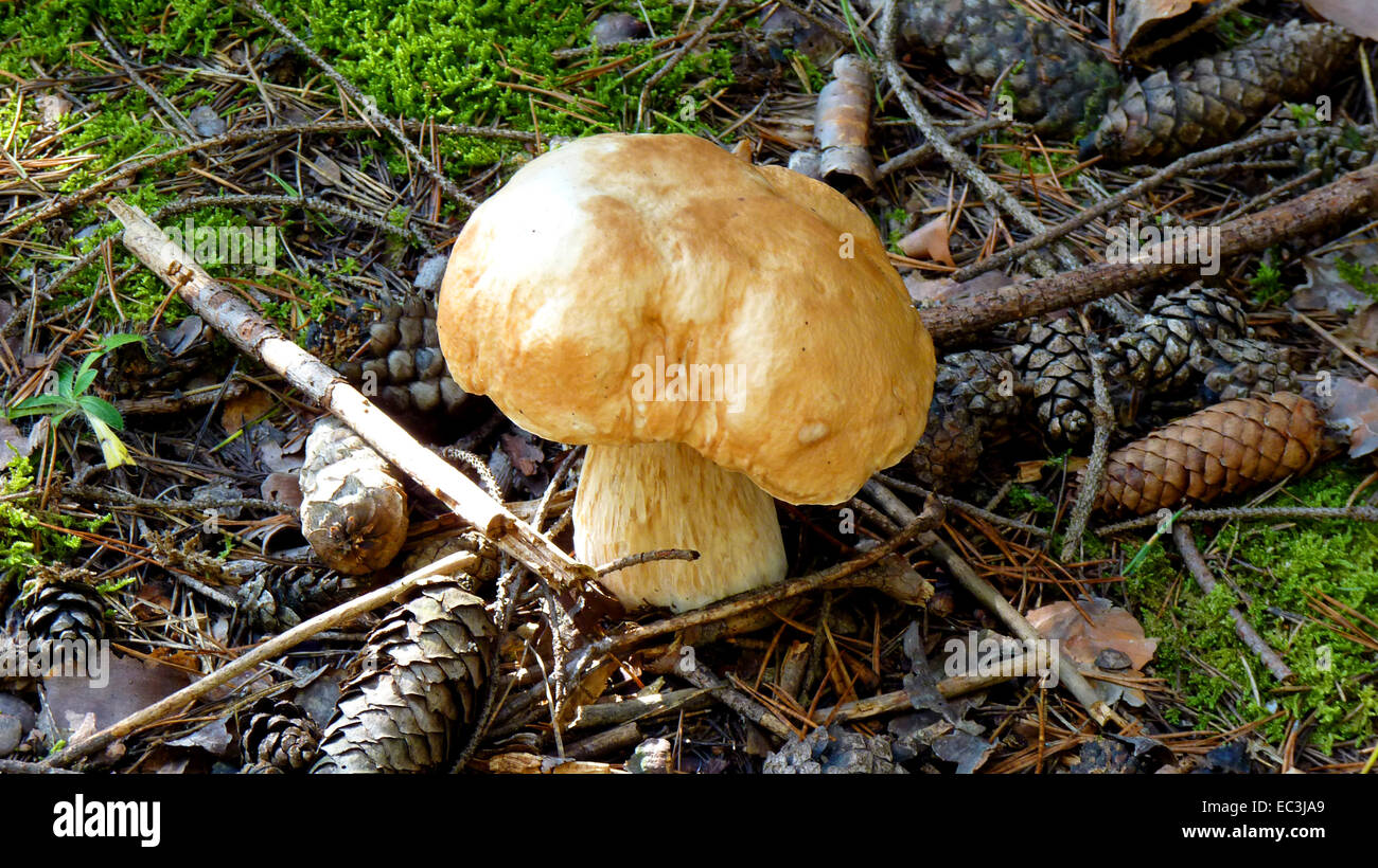 A Boletus Edulis mushroom growing from the forest floor Stock Photo - Alamy