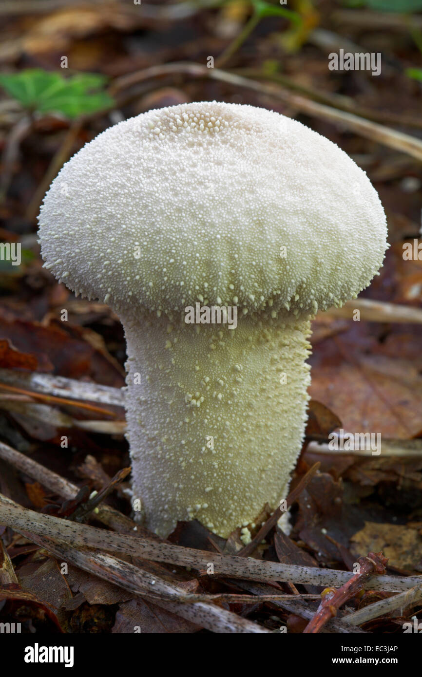 Common Puffball On Woodland Floor Stock Photo - Alamy