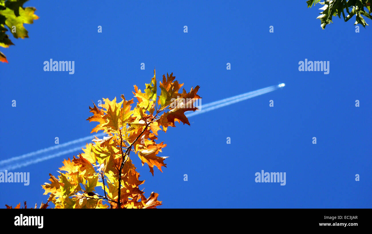 Autumn in oak maple forest hi-res stock photography and images - Alamy