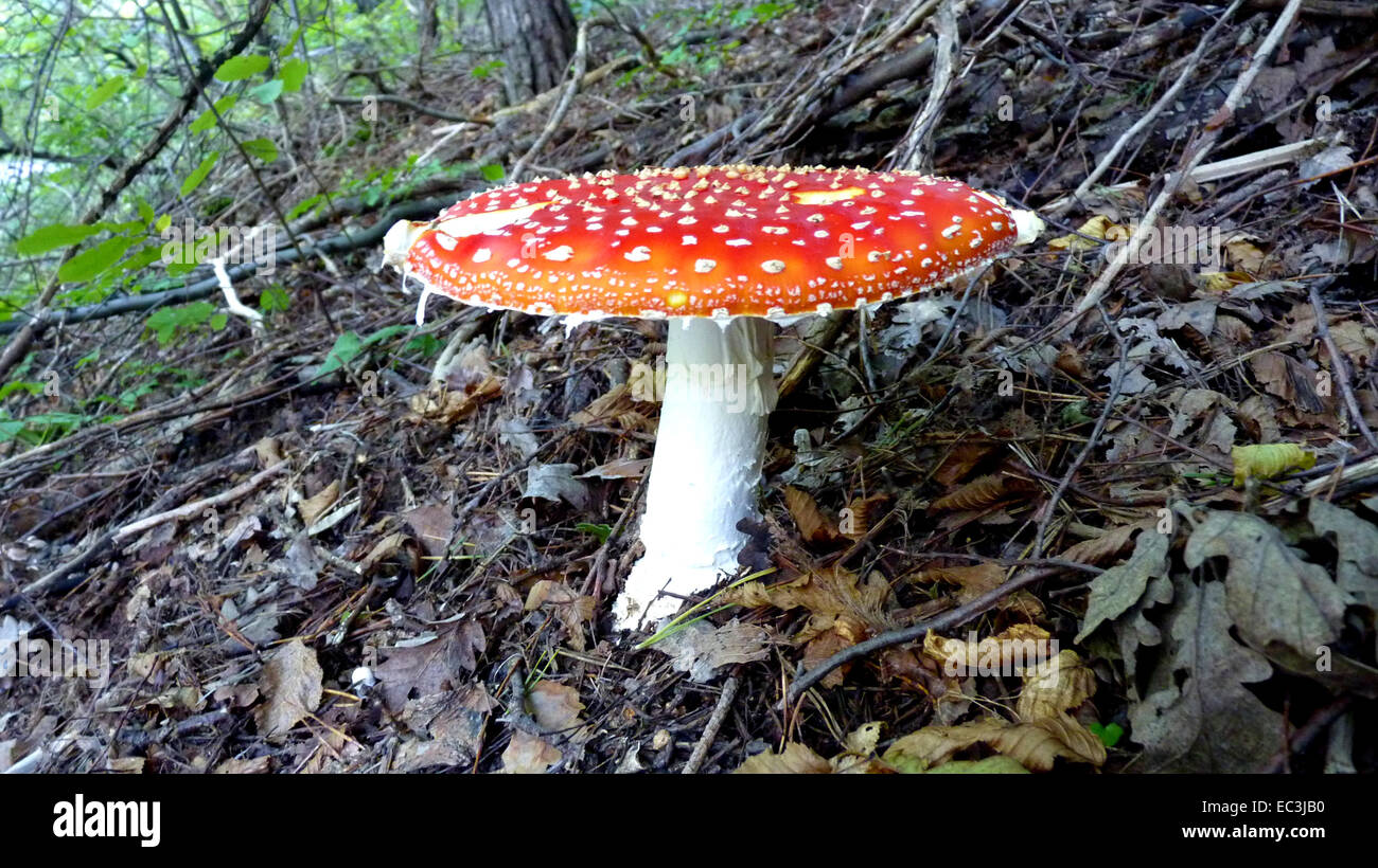 White spotted red toadstool hi-res stock photography and images - Alamy