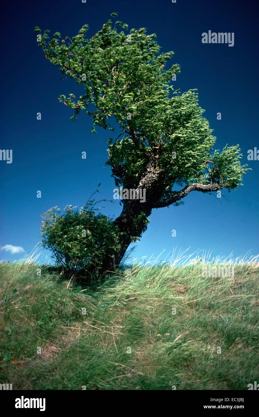 Almond Tree in Mistral, Provence, France Stock Photo - Alamy