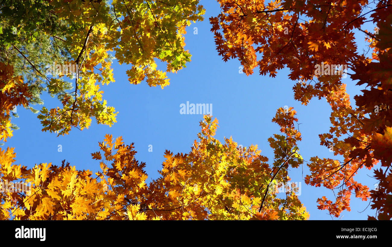 Autumn, Leaf, Tree, Sun, Sunlight, Oak, Oak Tree, Lush Foliage, foliagé ...