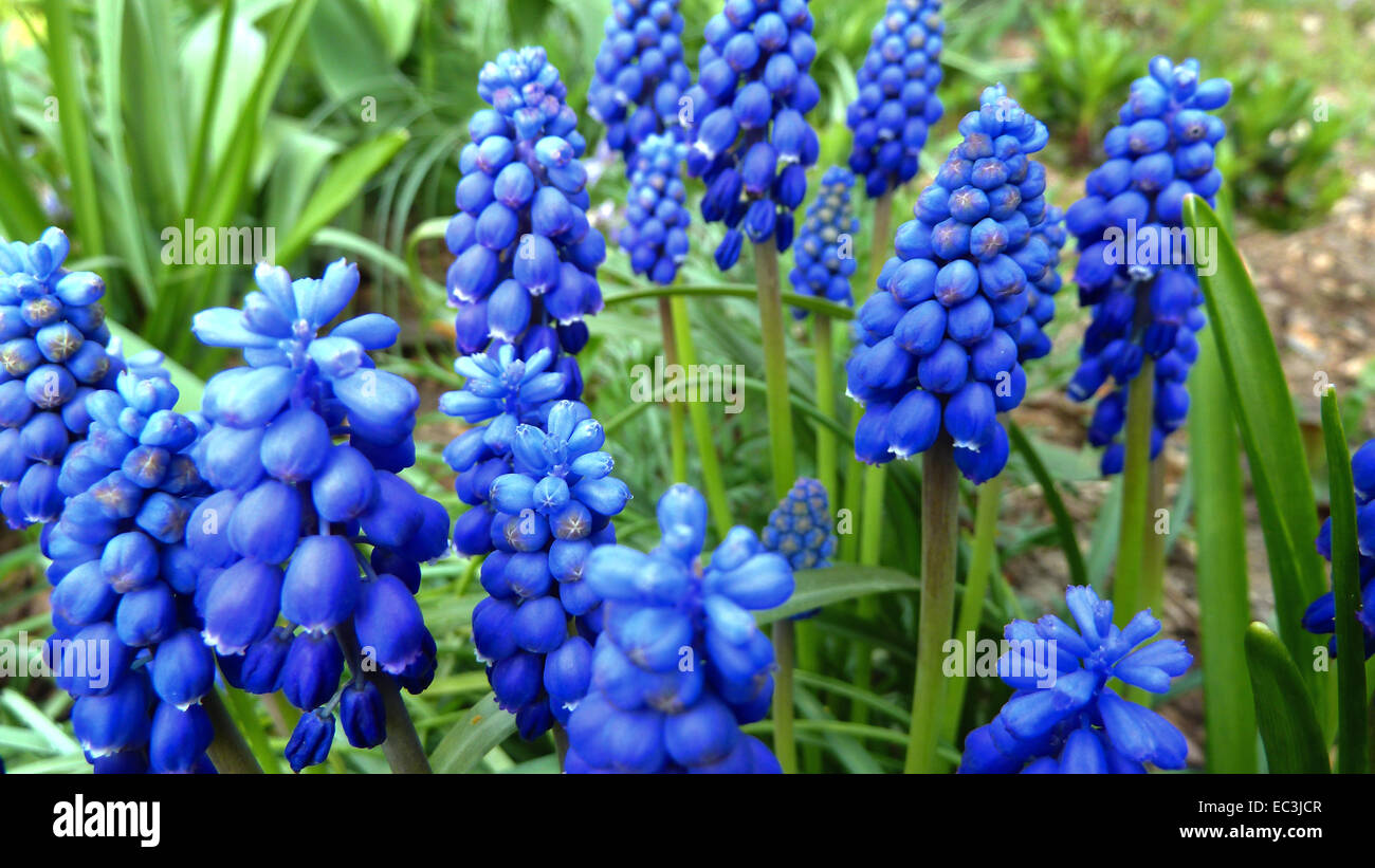 Muskari hi-res stock photography and images - Alamy