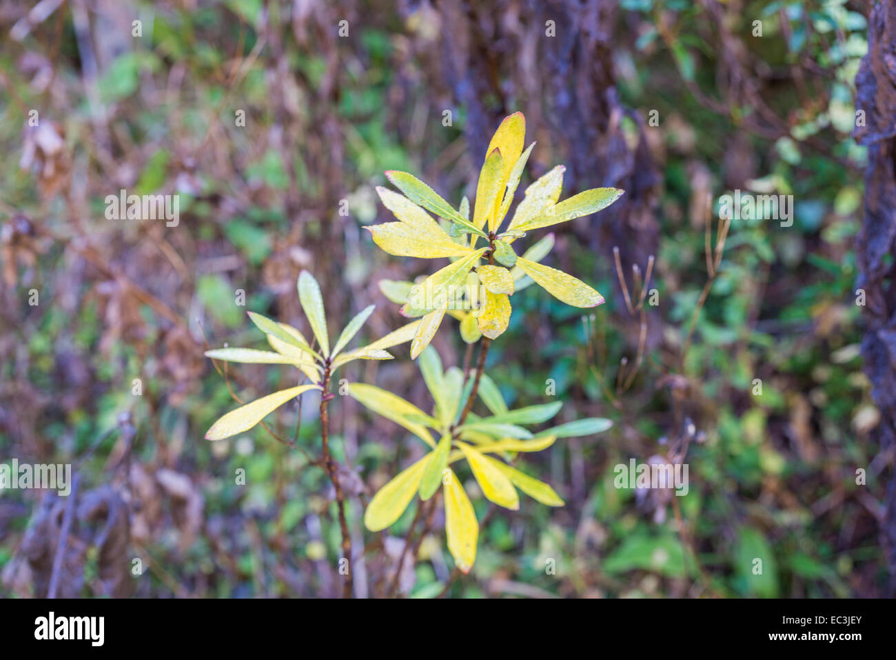 Green leaves of a plant with triangular Stock Photo - Alamy