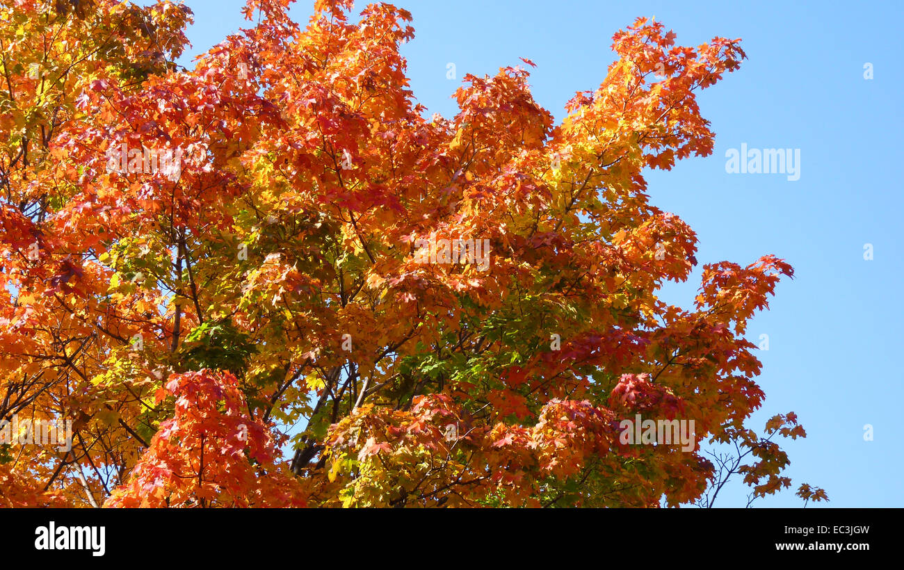 Maple tree with colorful leaves during Autumn Stock Photo - Alamy