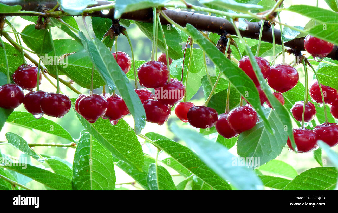 Morello cherry tree hi-res stock photography and images - Alamy