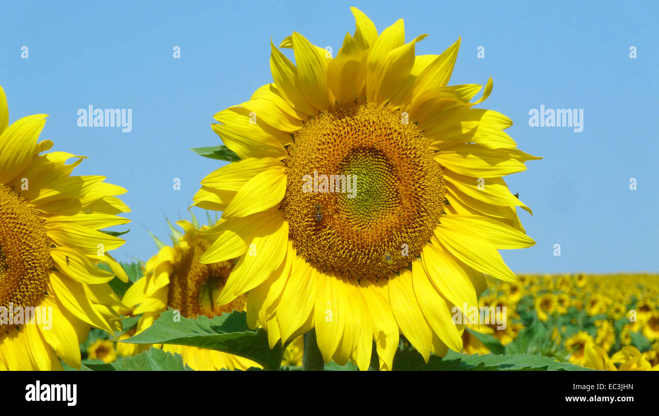 Multi head sunflower hi-res stock photography and images - Alamy