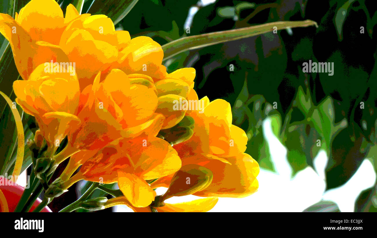 Freesia bouquet hi-res stock photography and images - Alamy