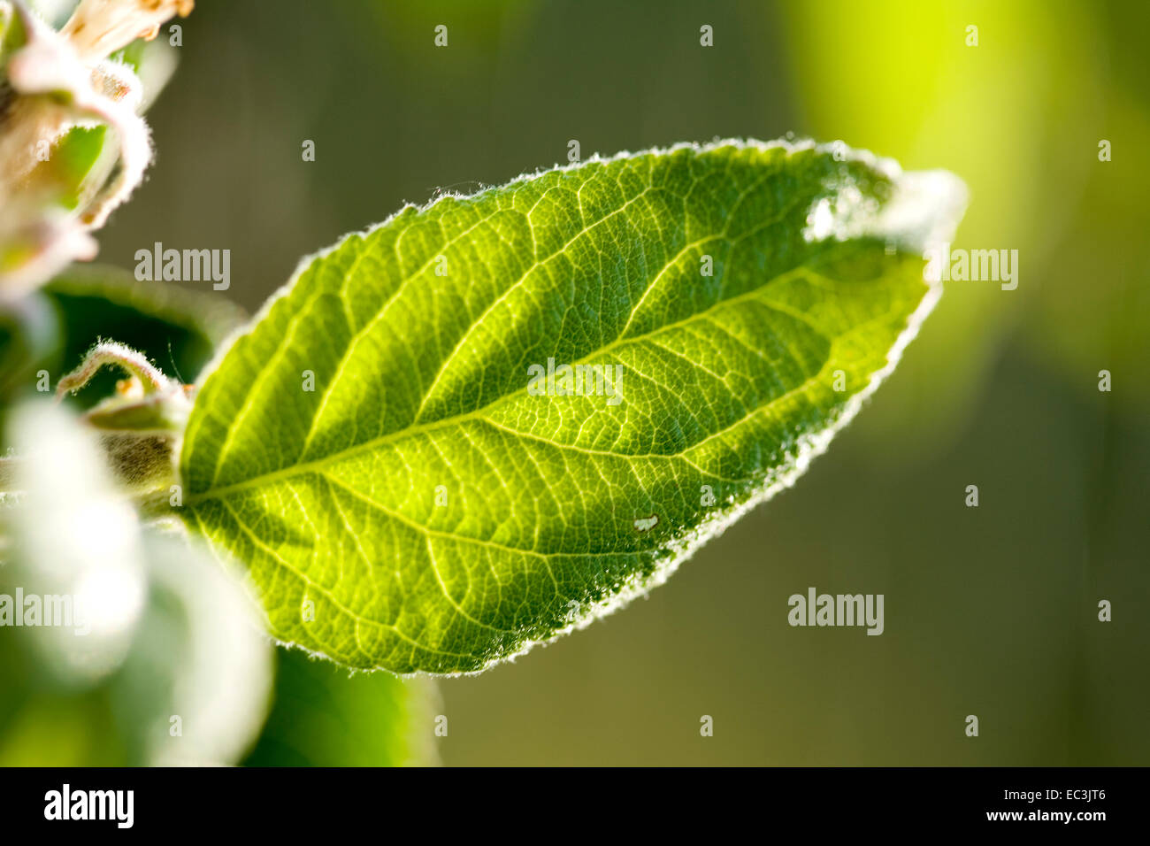 Leaf of an Appletree Stock Photo - Alamy