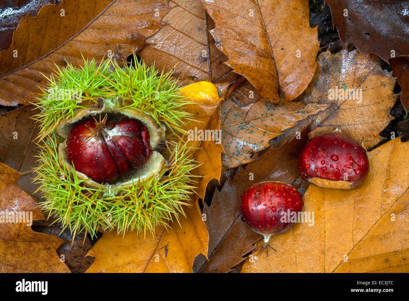 Woodland chestnuts hi-res stock photography and images - Alamy