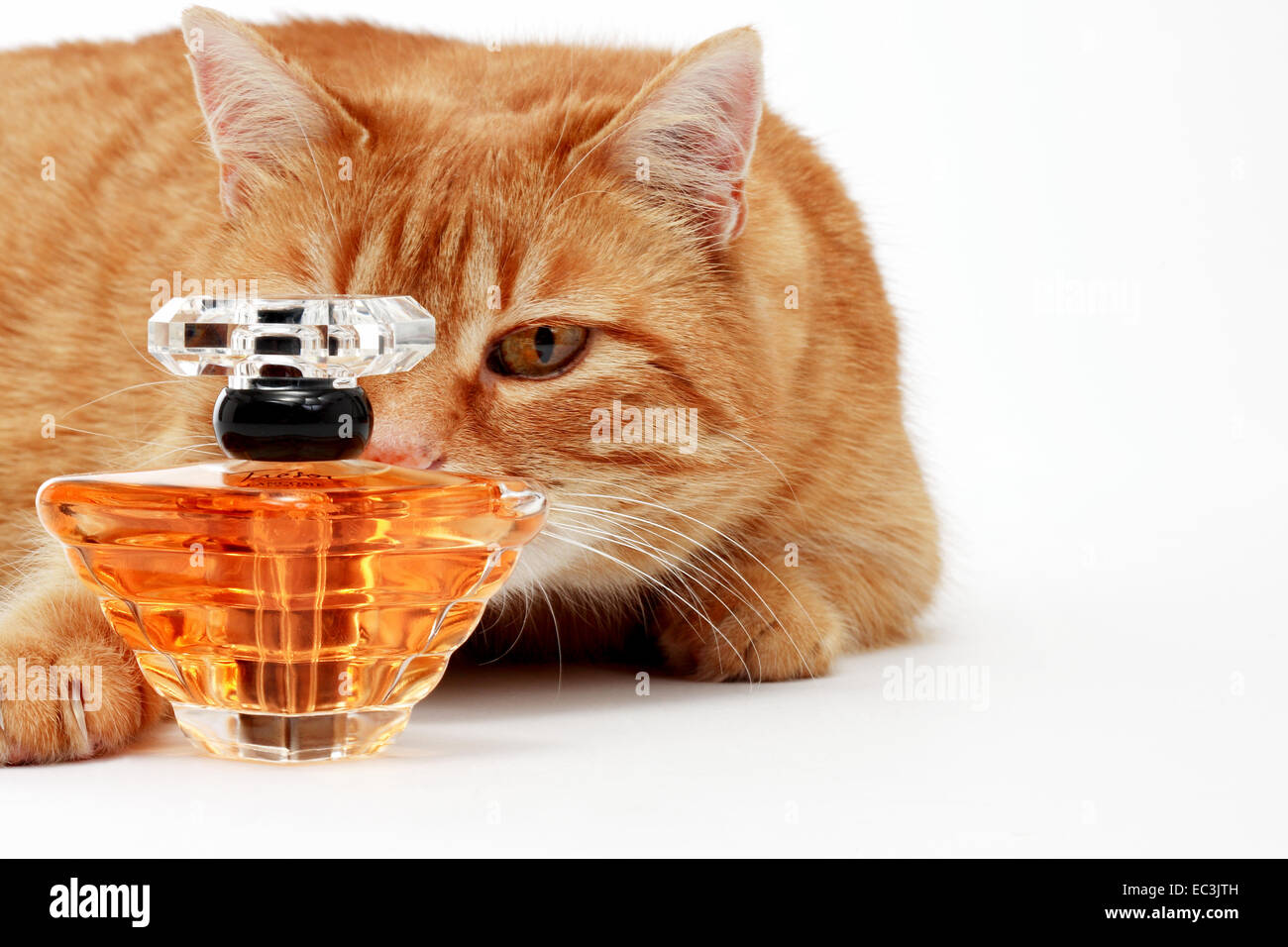 Cat with Flacon Stock Photo - Alamy