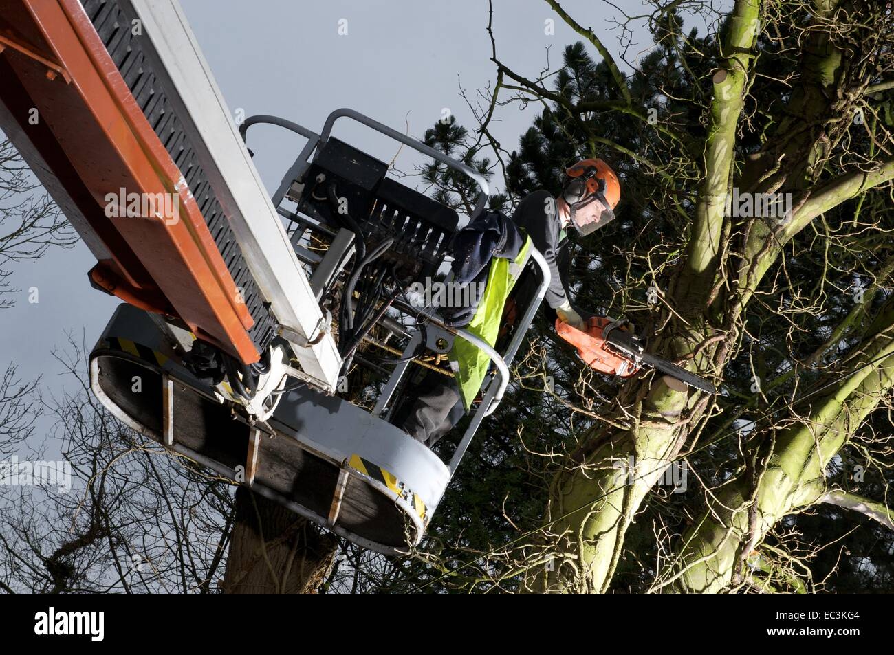 A forestry worker trimming a branch working from a crane - dramatic ...