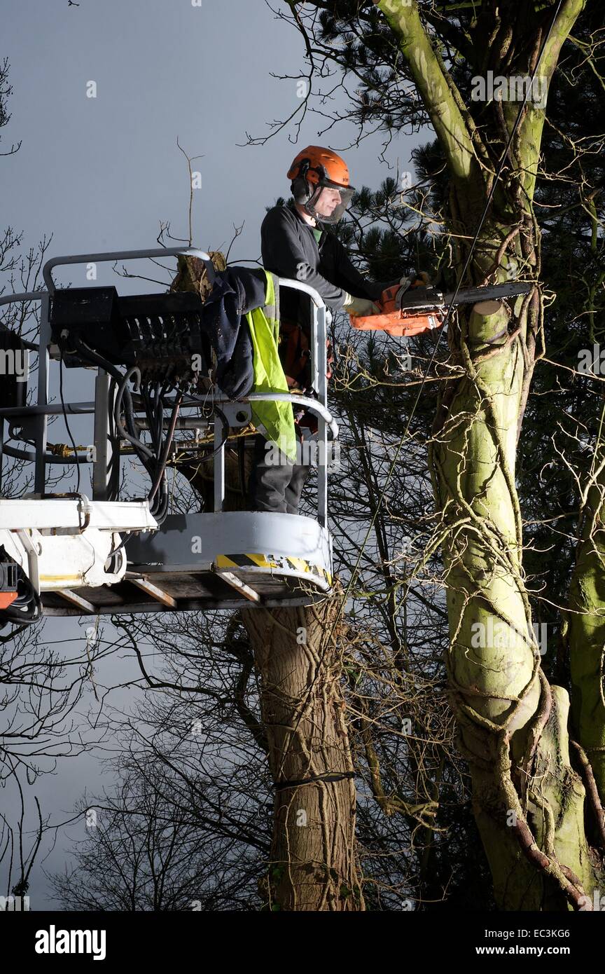 A forestry worker trimming a branch working from a crane - dramatic ...
