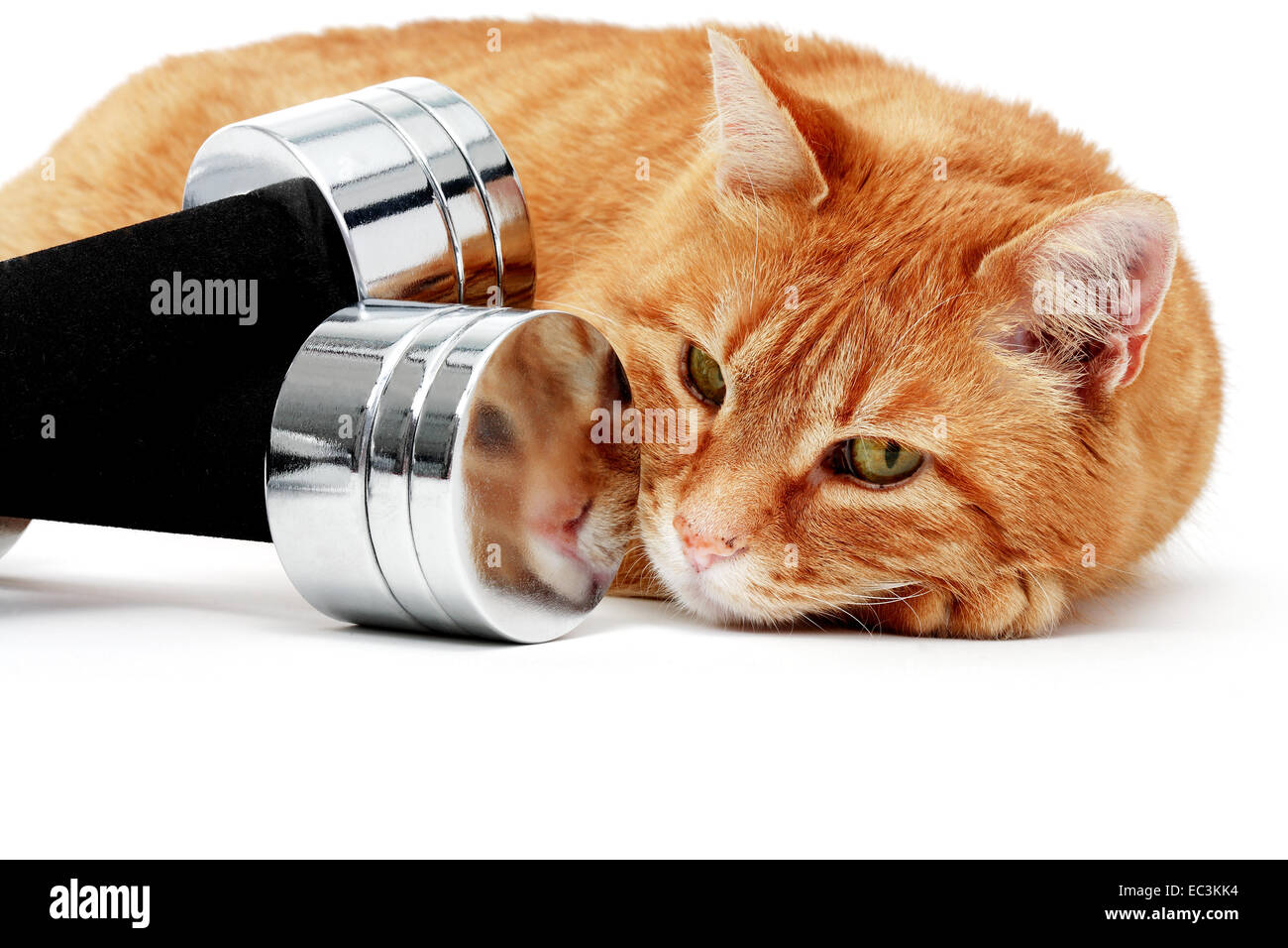 Red cats with bells hi-res stock photography and images - Alamy