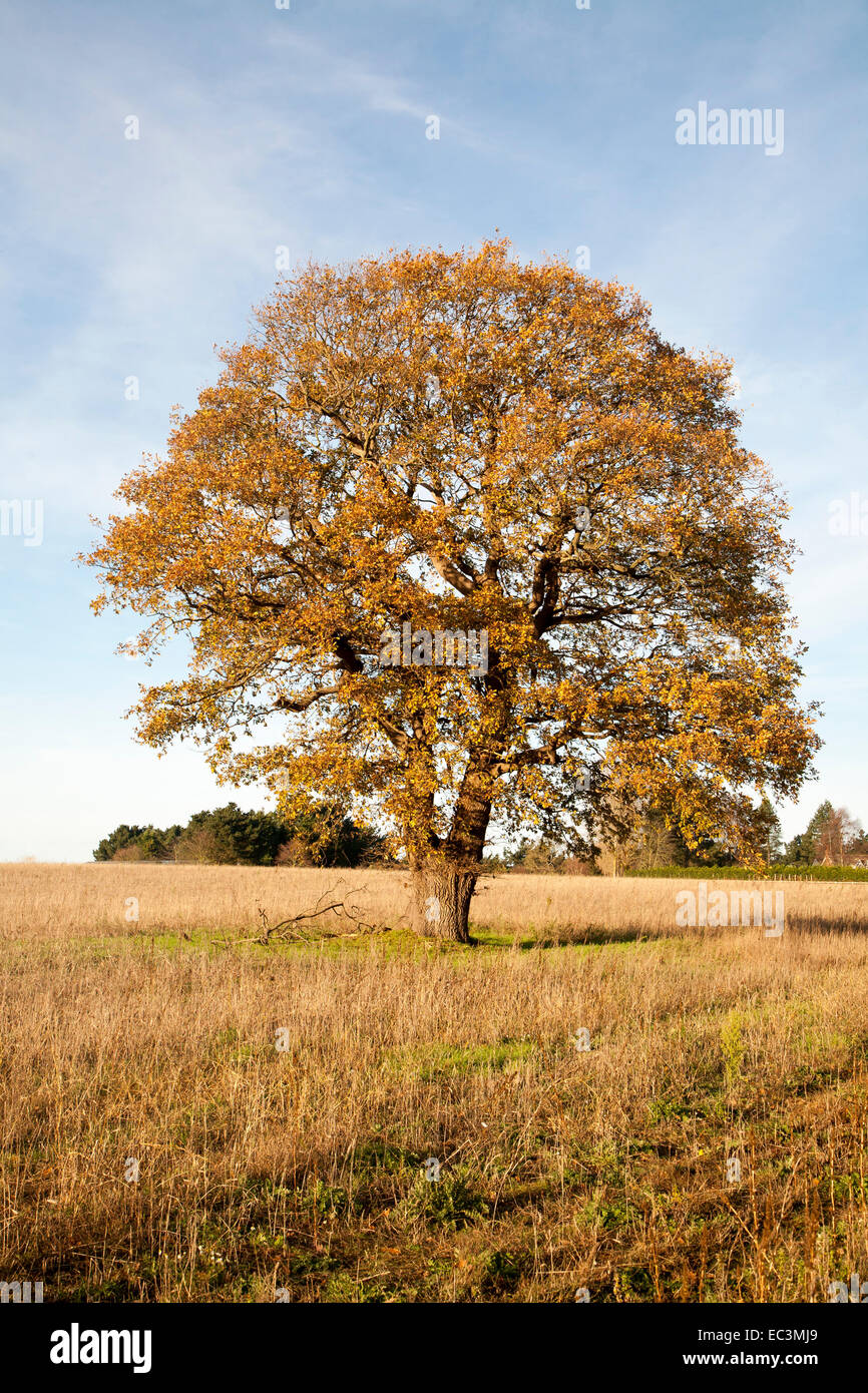 Single oak tree with golden brown leaves in winter early December ...