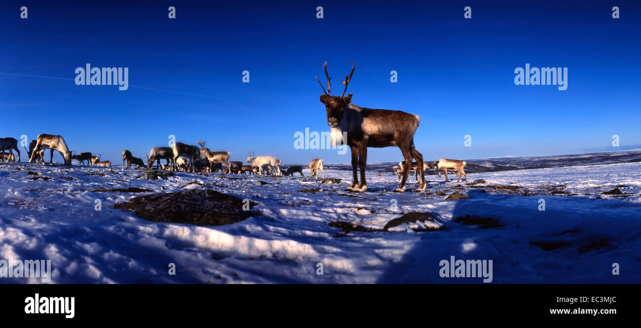 Norway, Lapland 4-2005, Reindeers in Winter Stock Photo - Alamy