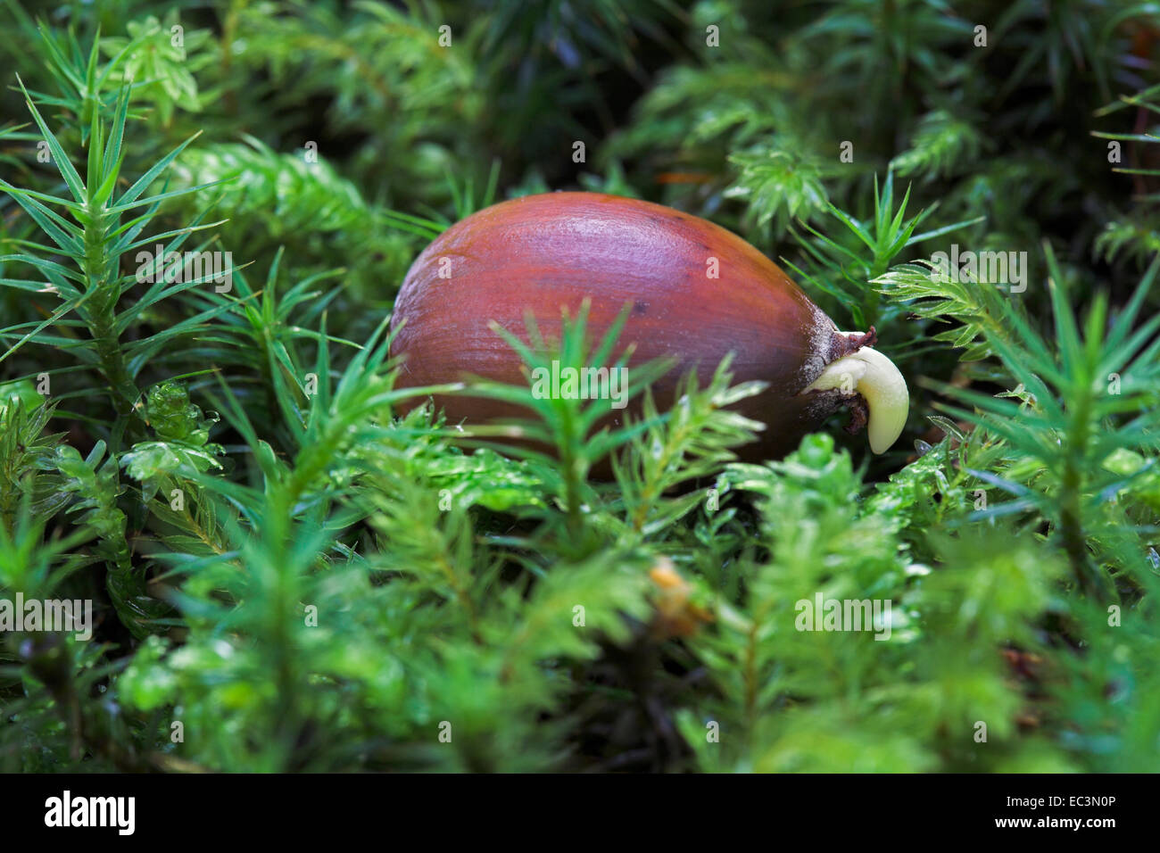 Germinating Oak Acorn Stock Photo - Alamy