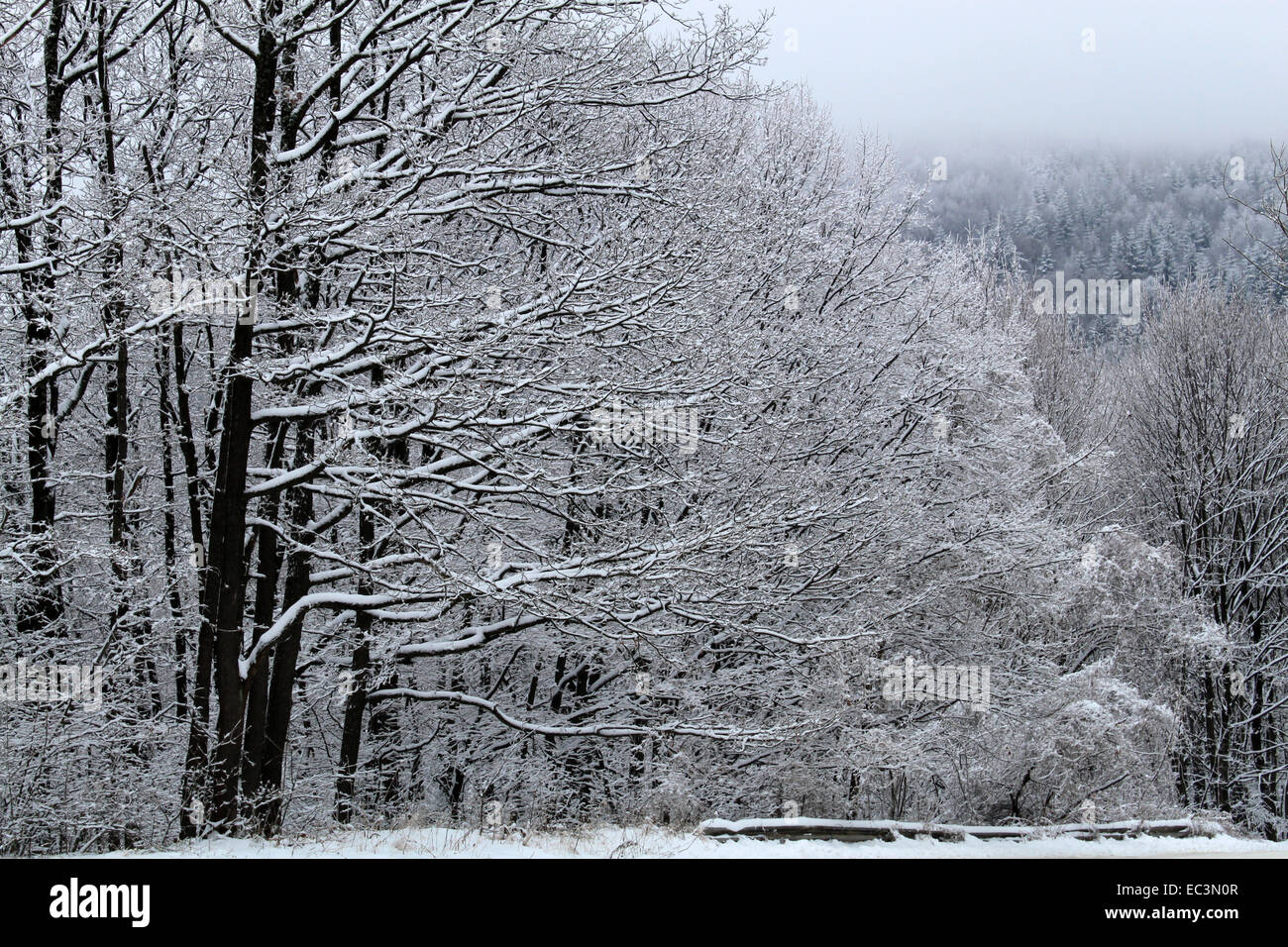 Winter landscape with snow and fog in forest Stock Photo - Alamy
