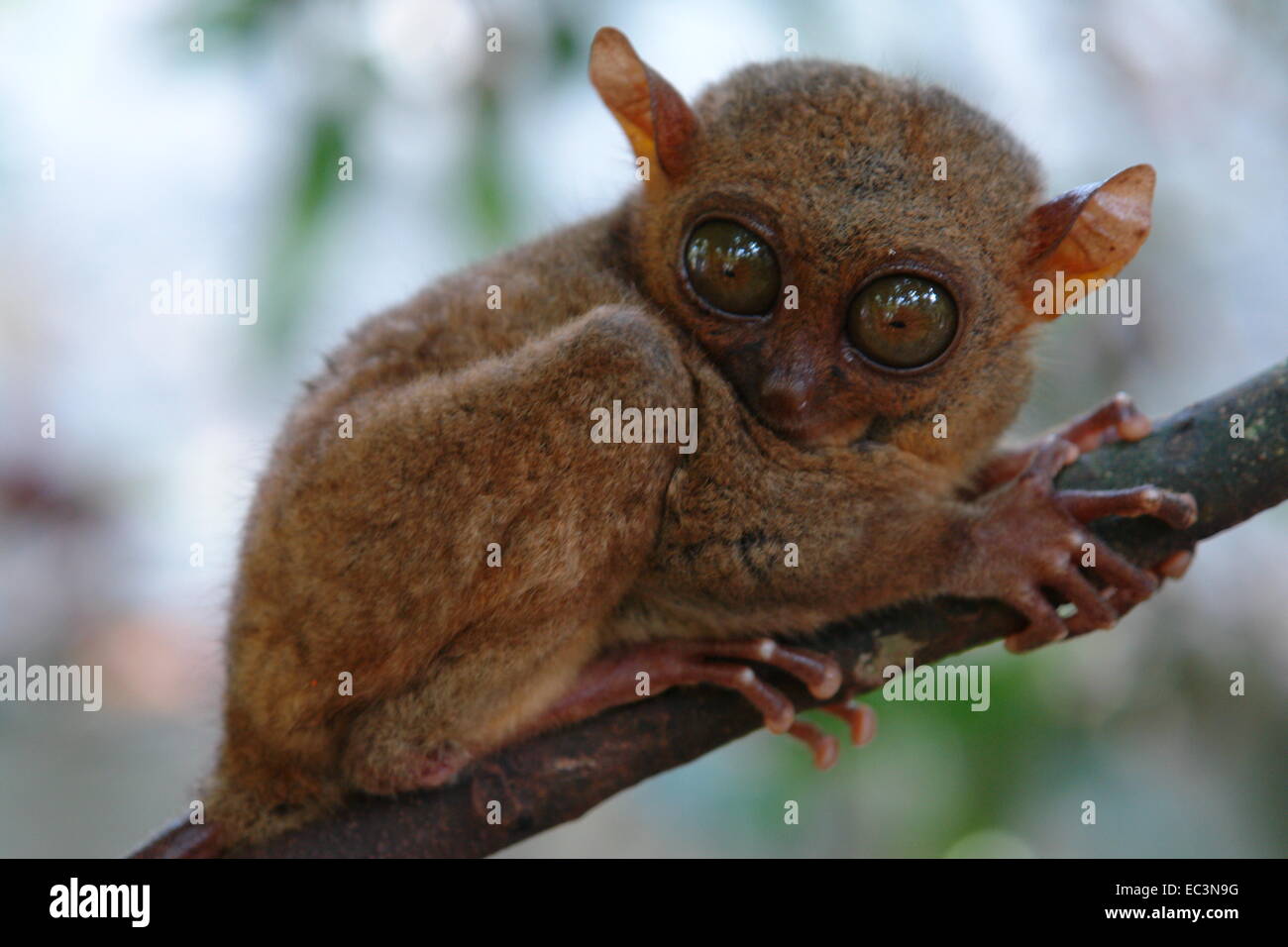 Filipino tarsier hi-res stock photography and images - Alamy