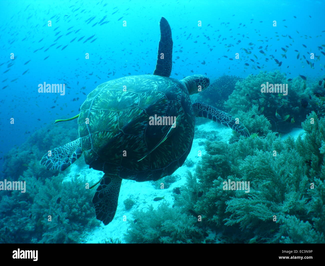 Sea Turtle, Philippines Stock Photo - Alamy
