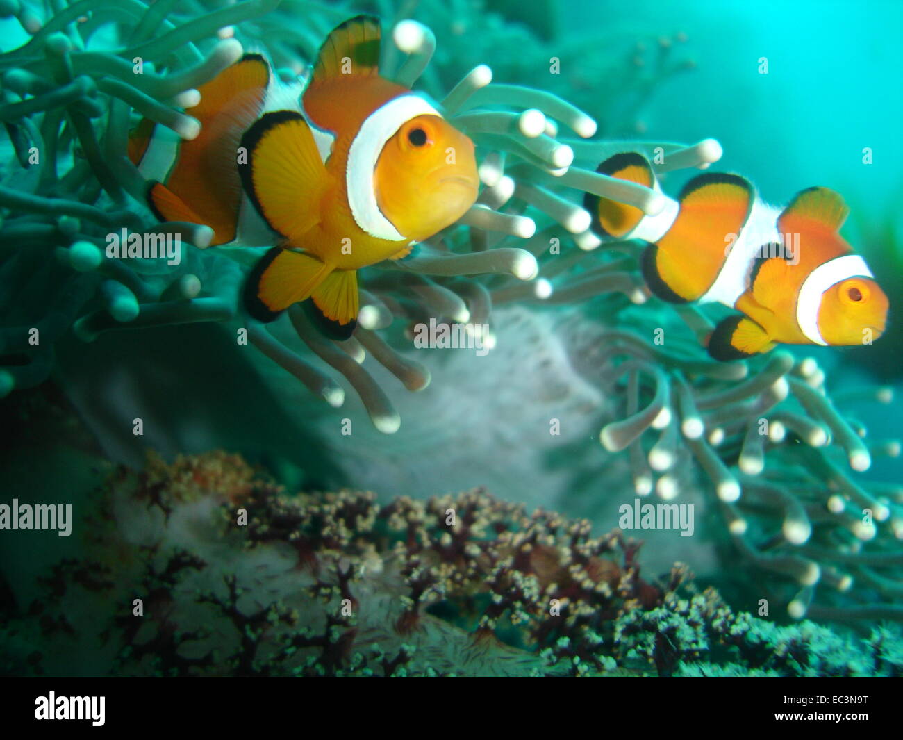 Two Anemone Clown Fish (Amphiprion), Philippines Stock Photo - Alamy
