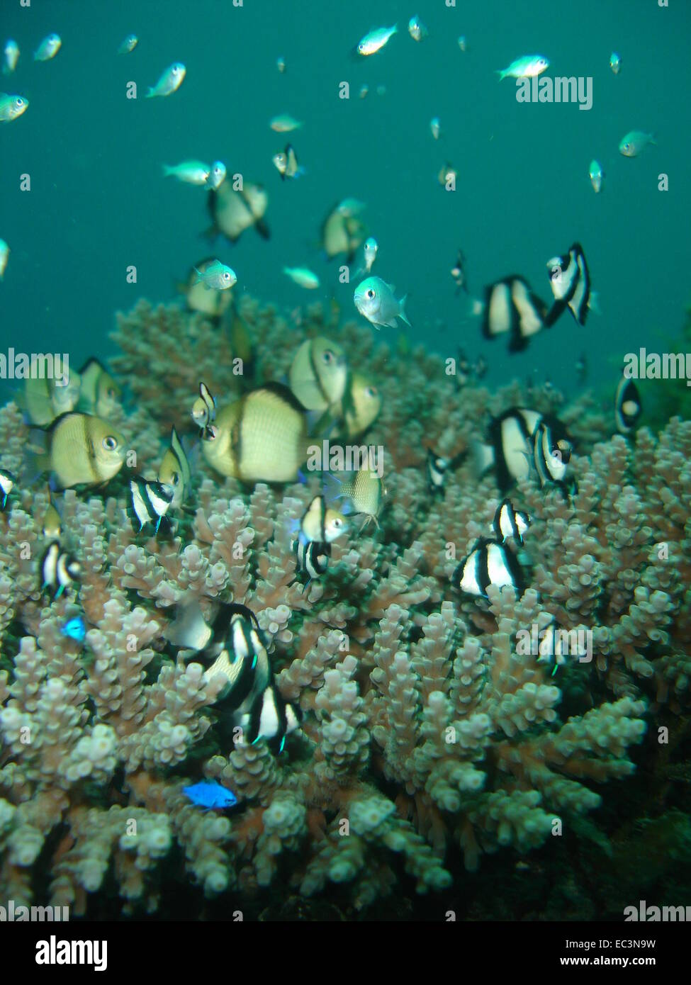 Fish at Coral Reef, Philippines Stock Photo - Alamy