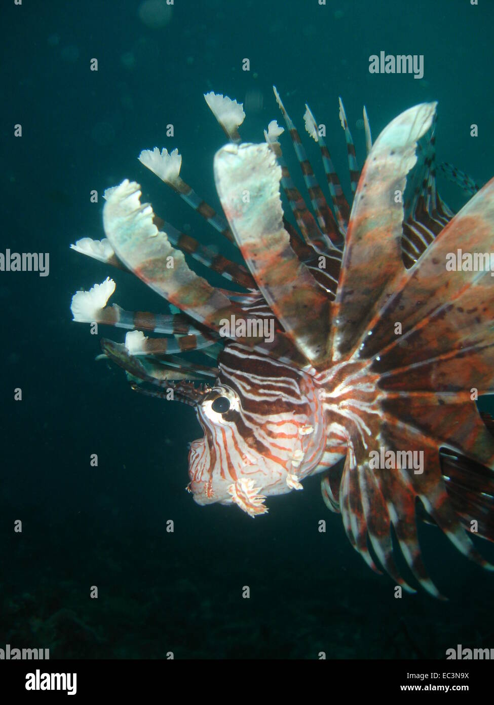 Fire Fish (Pterois), Philippines Stock Photo - Alamy
