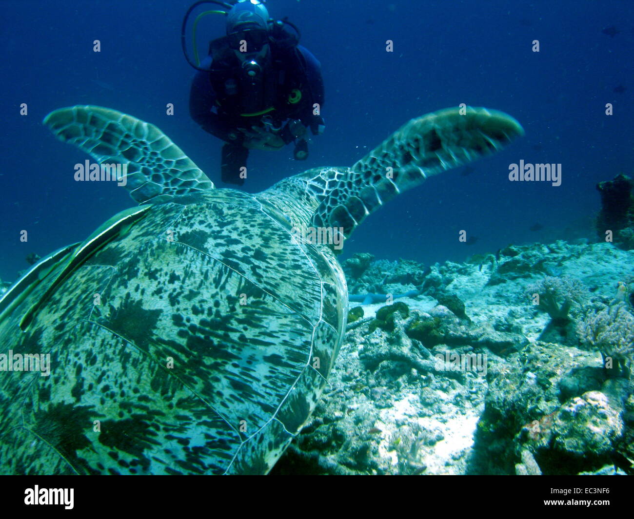 Diver and Turtle Stock Photo - Alamy