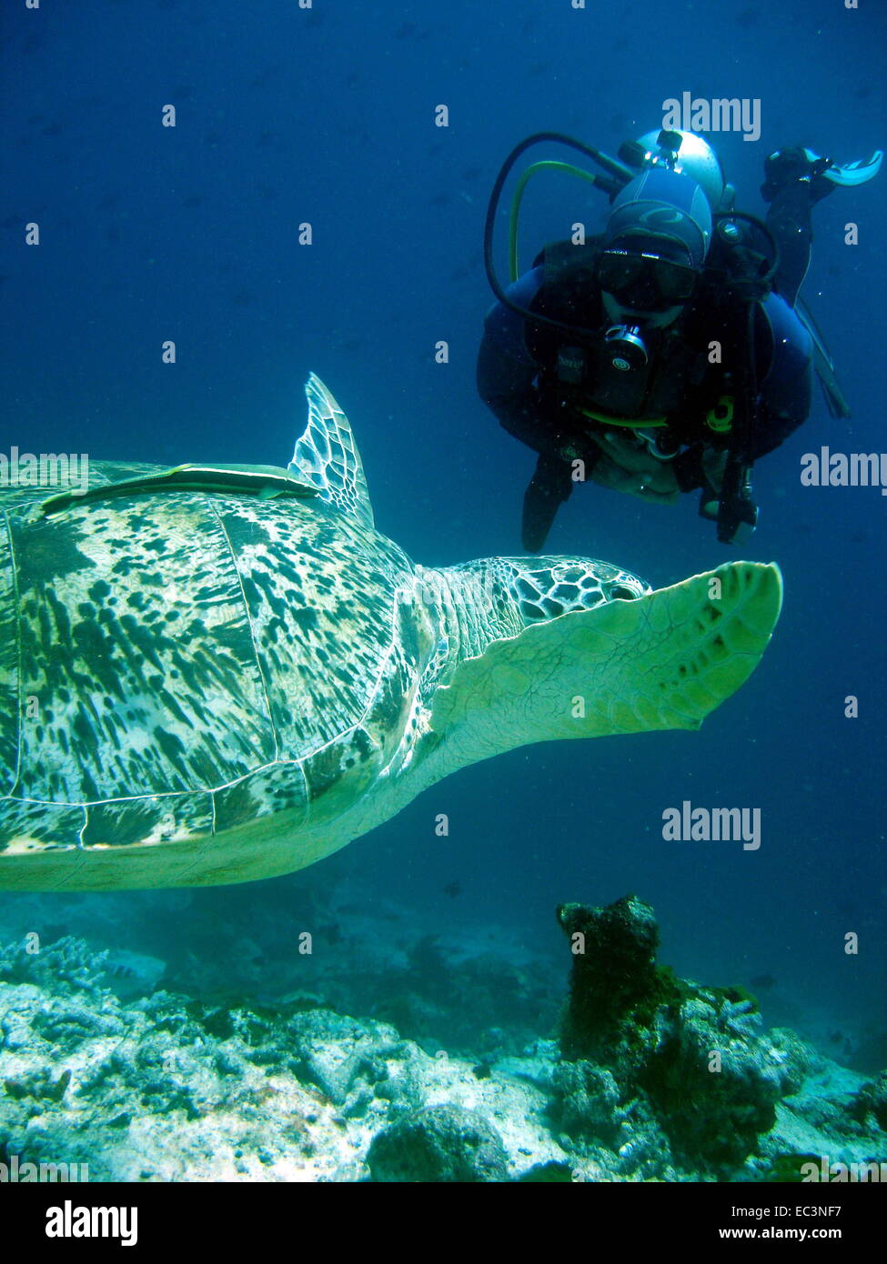 Diver with turtle hi-res stock photography and images - Alamy