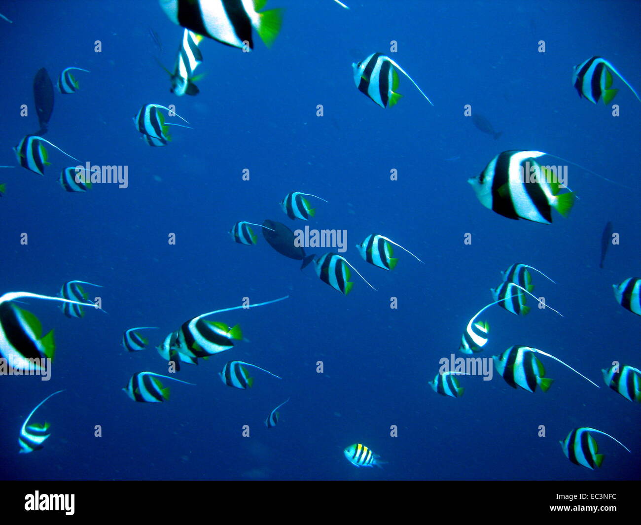 Oceanic fishes hi-res stock photography and images - Alamy