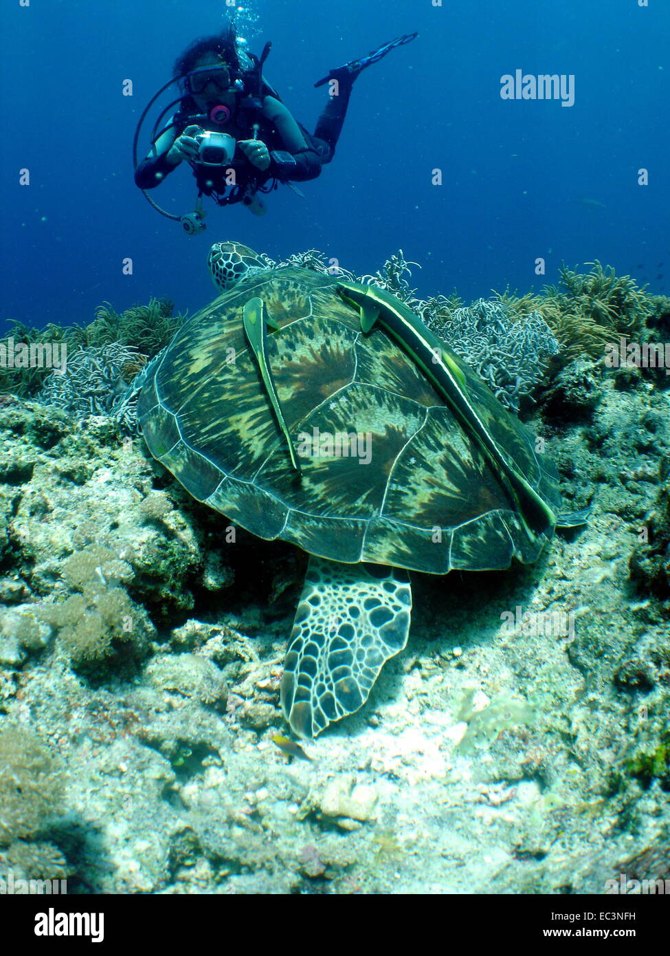 Diver and Turtle Stock Photo - Alamy