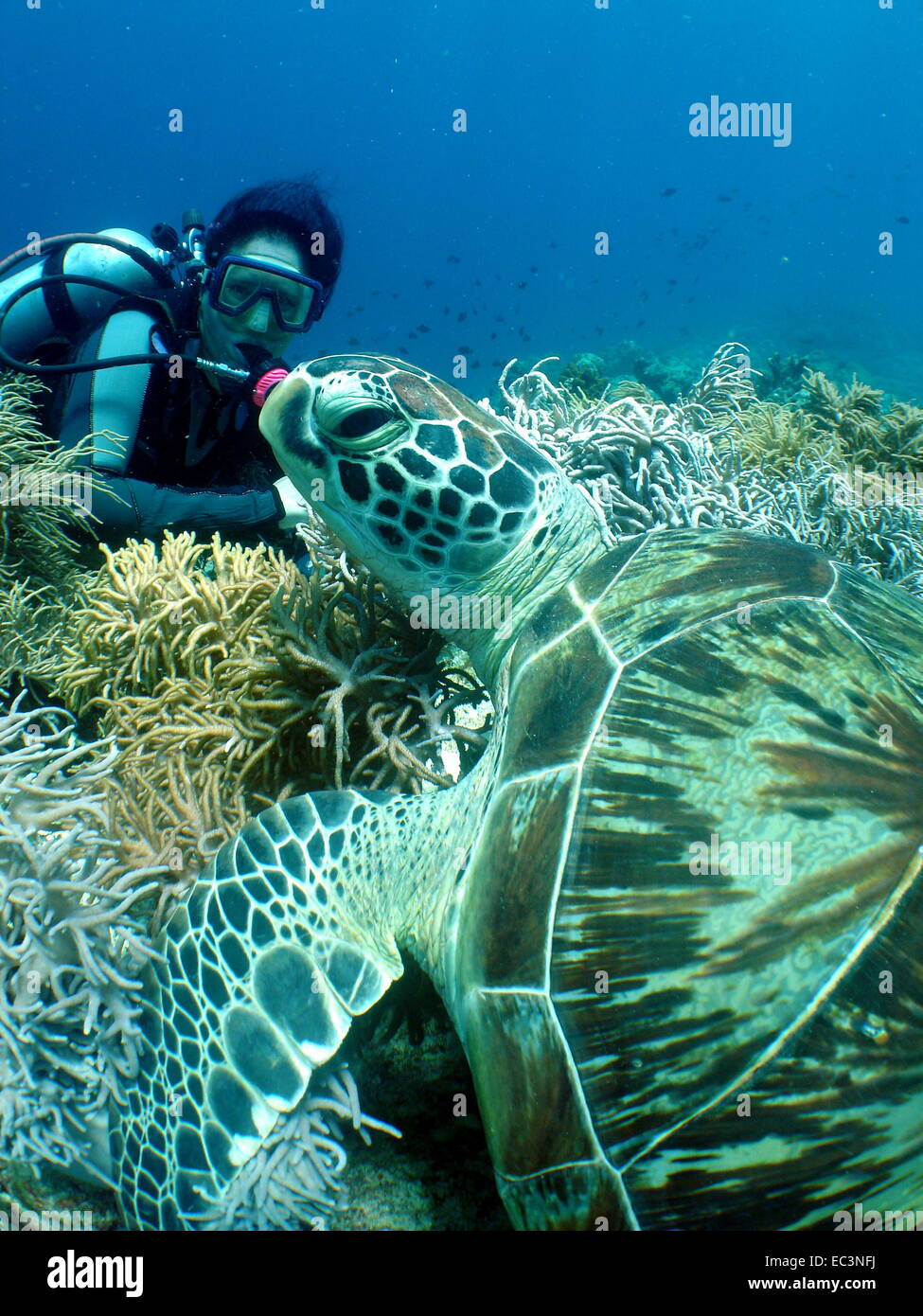 Reptiles and aquatics hi-res stock photography and images - Alamy