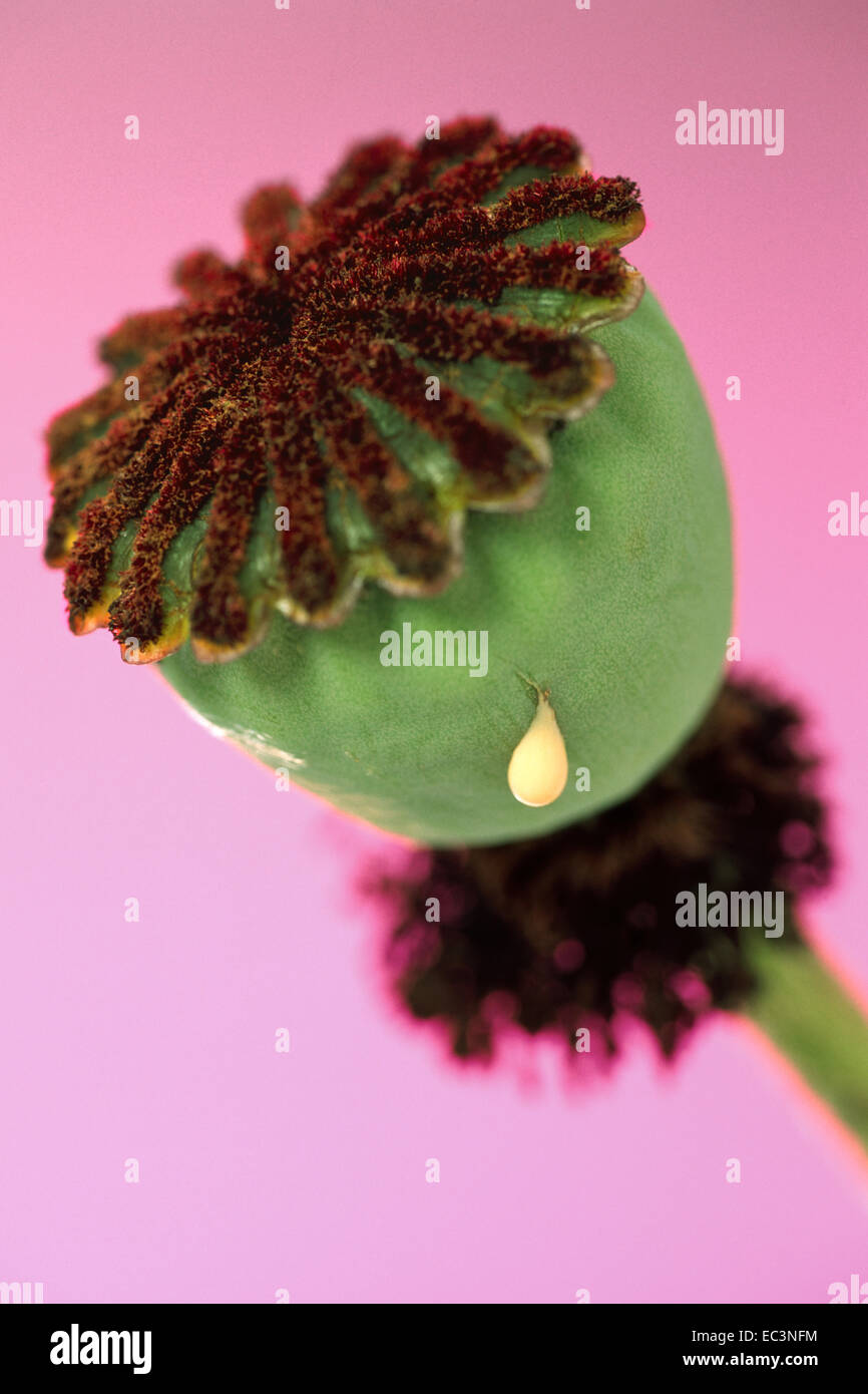 The Cyst of a Poppy Stock Photo - Alamy