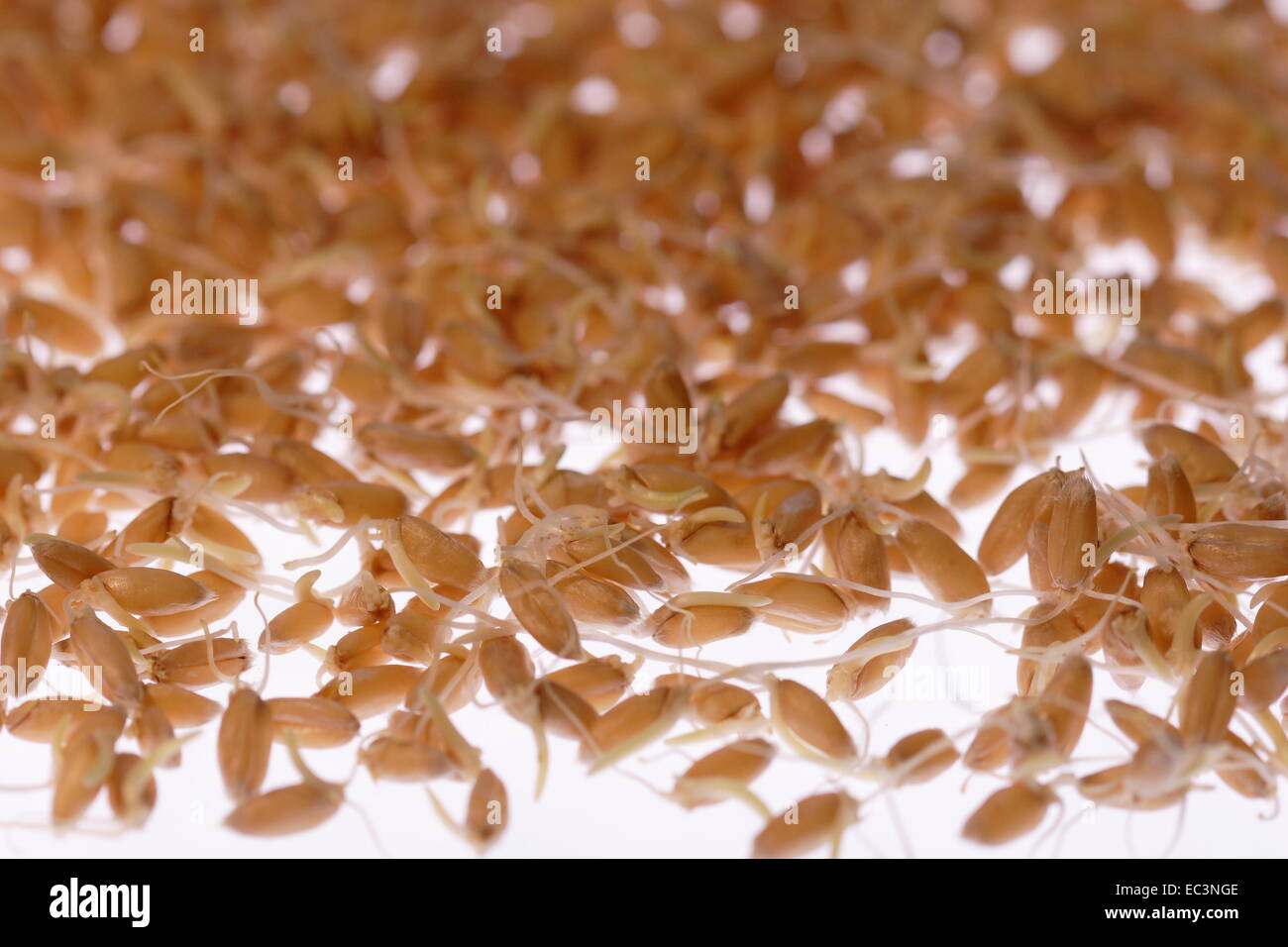 Spelt Germ Buds Stock Photo - Alamy