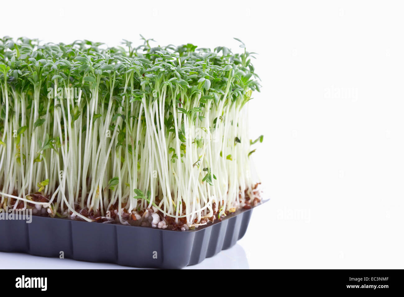 Cress cross hi-res stock photography and images - Alamy