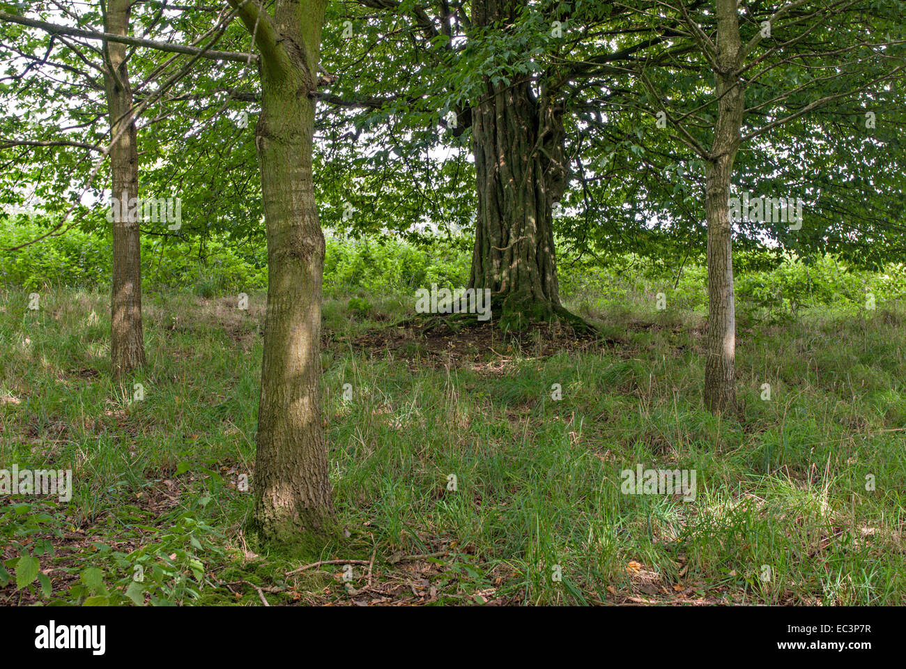 Young yew tree with three other young trees in sunny glade Stock Photo ...