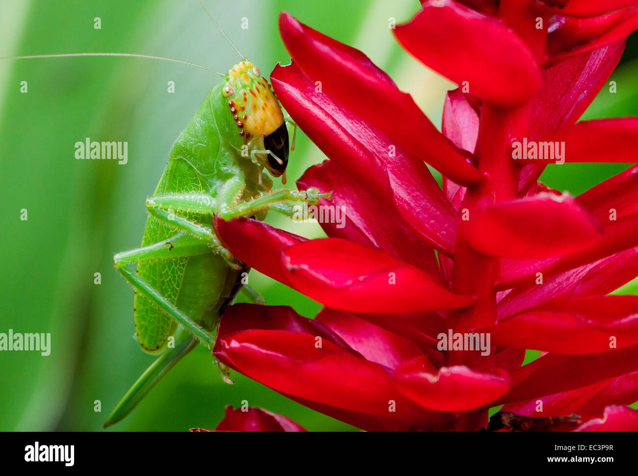 PItbull Katydid in Tortuguero National Park, Costa Rica Stock Photo - Alamy