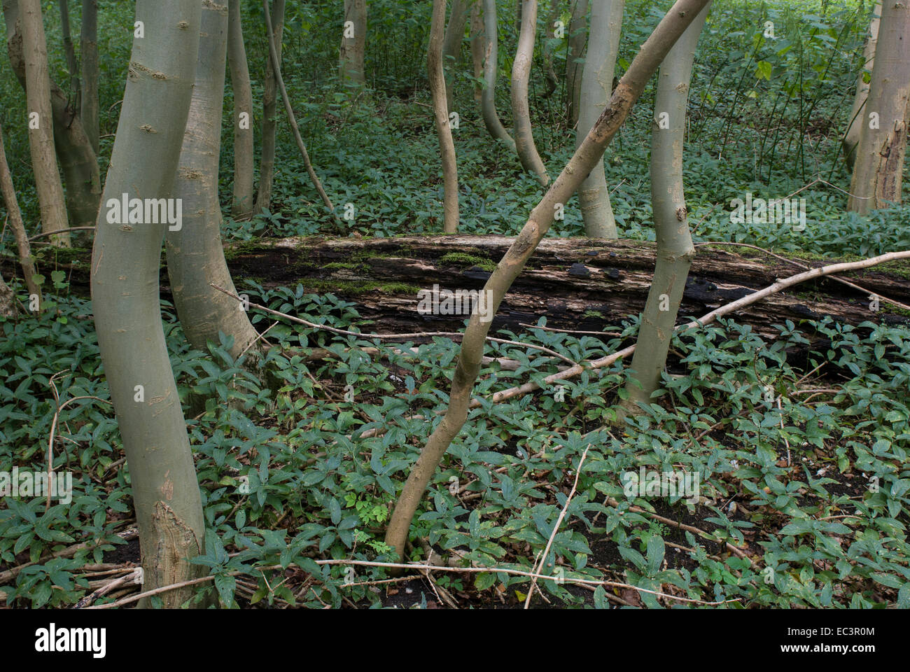 Tree growth around fallen log in wood land floor Stock Photo - Alamy