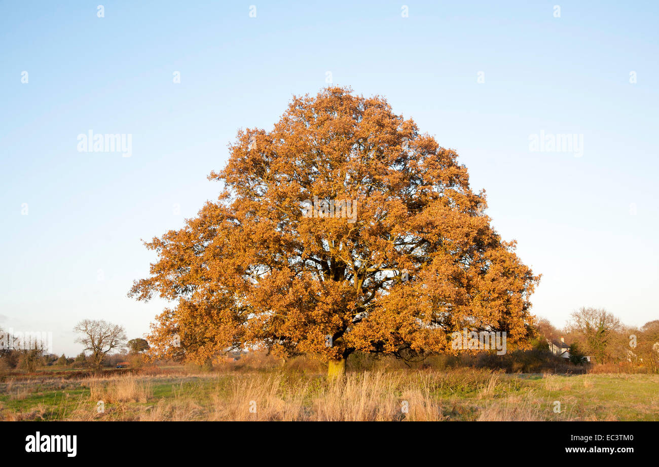 Single oak tree with golden brown leaves in winter early December ...